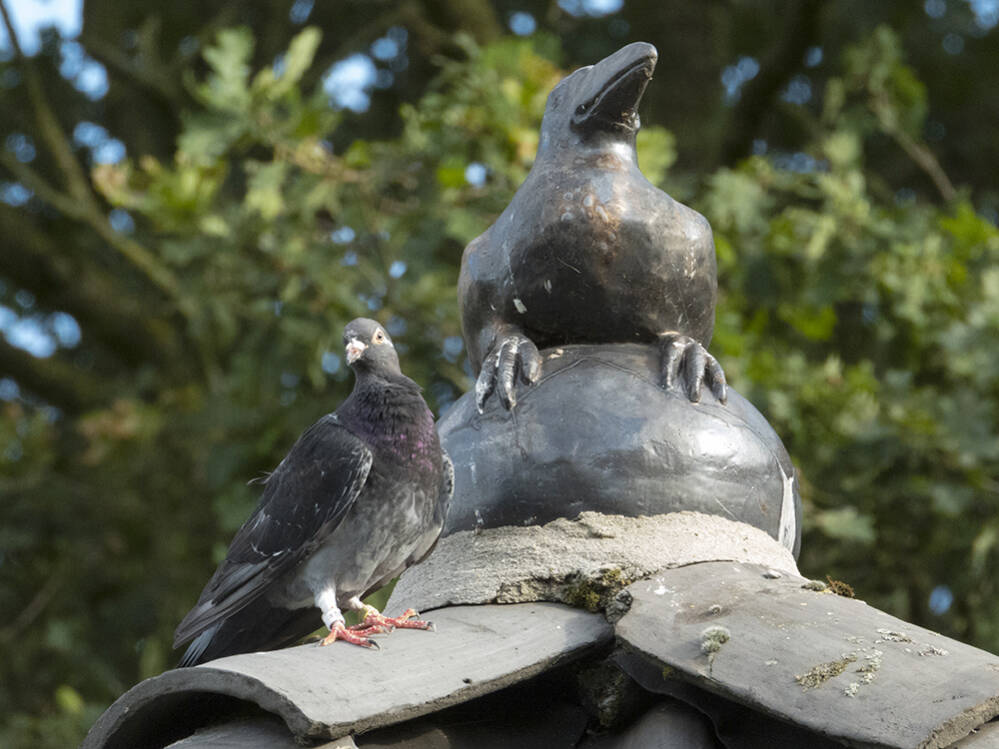 Raaf en duif - Heidehuisje