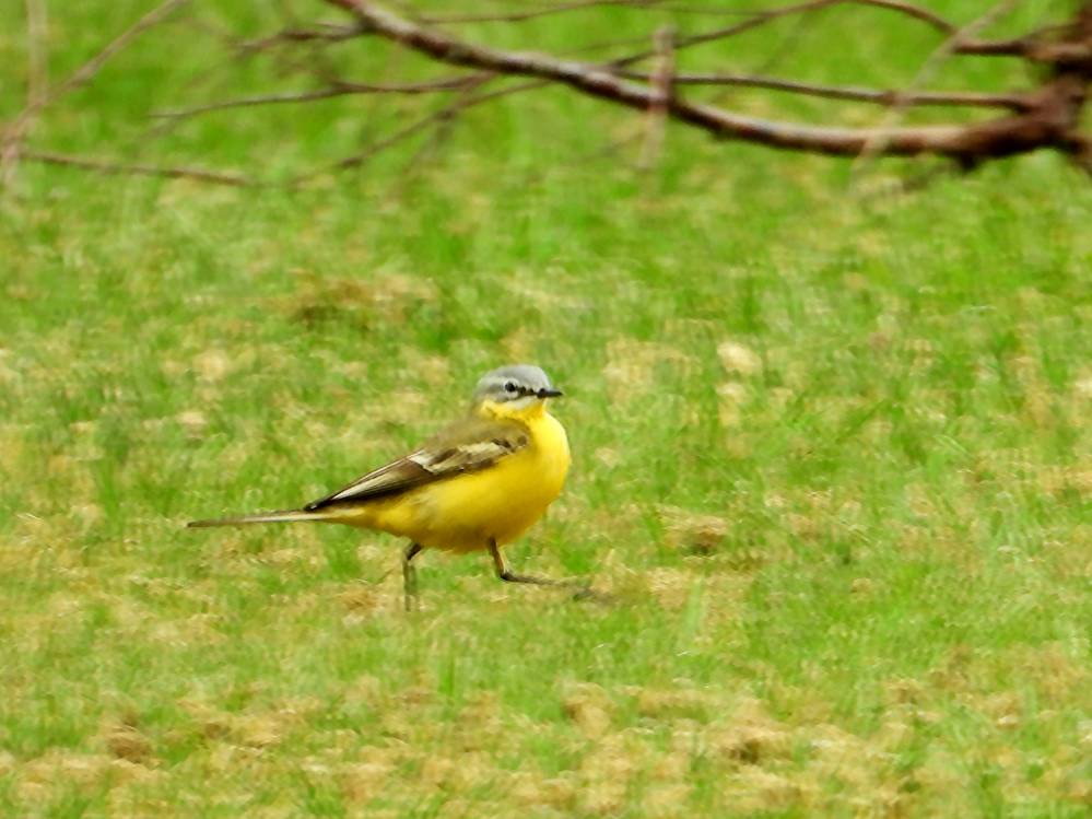 Geeltje - Heidehuisje