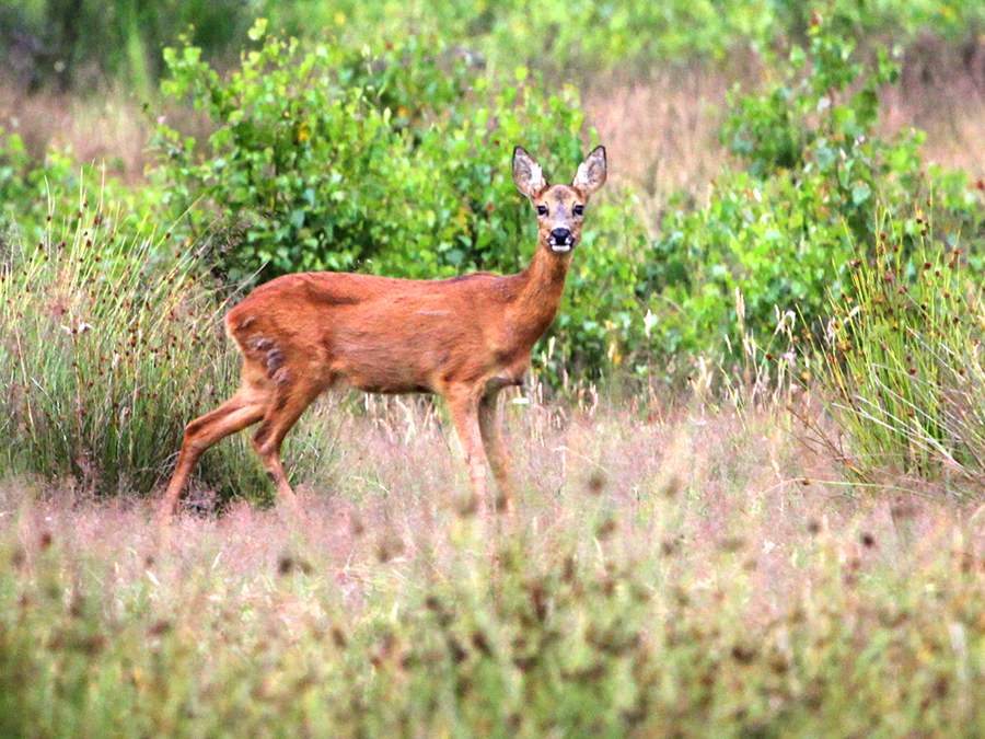 Reegeit - Heidehuisje