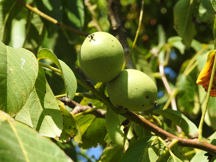 Walnoot - Heidehuisje